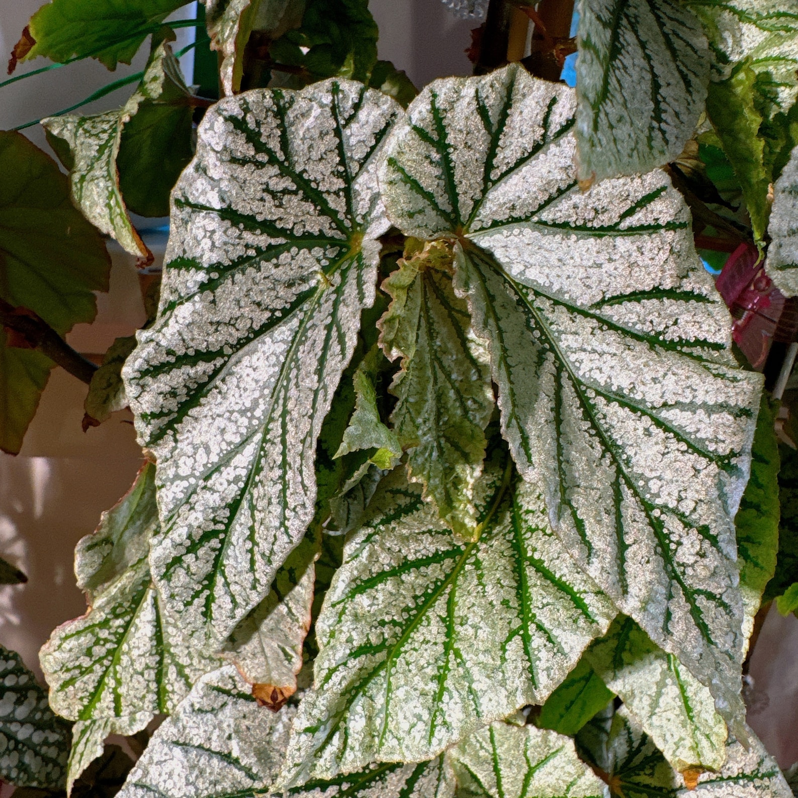 Angel Wing Begonia ‘don Miller’ Aka Frosty | Live Indoor House Plant - Etsy