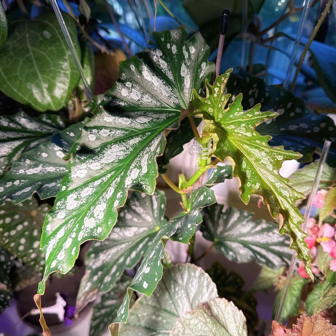 Angel Wing Begonia ‘american River’ | Live Indoor House Plant - Etsy