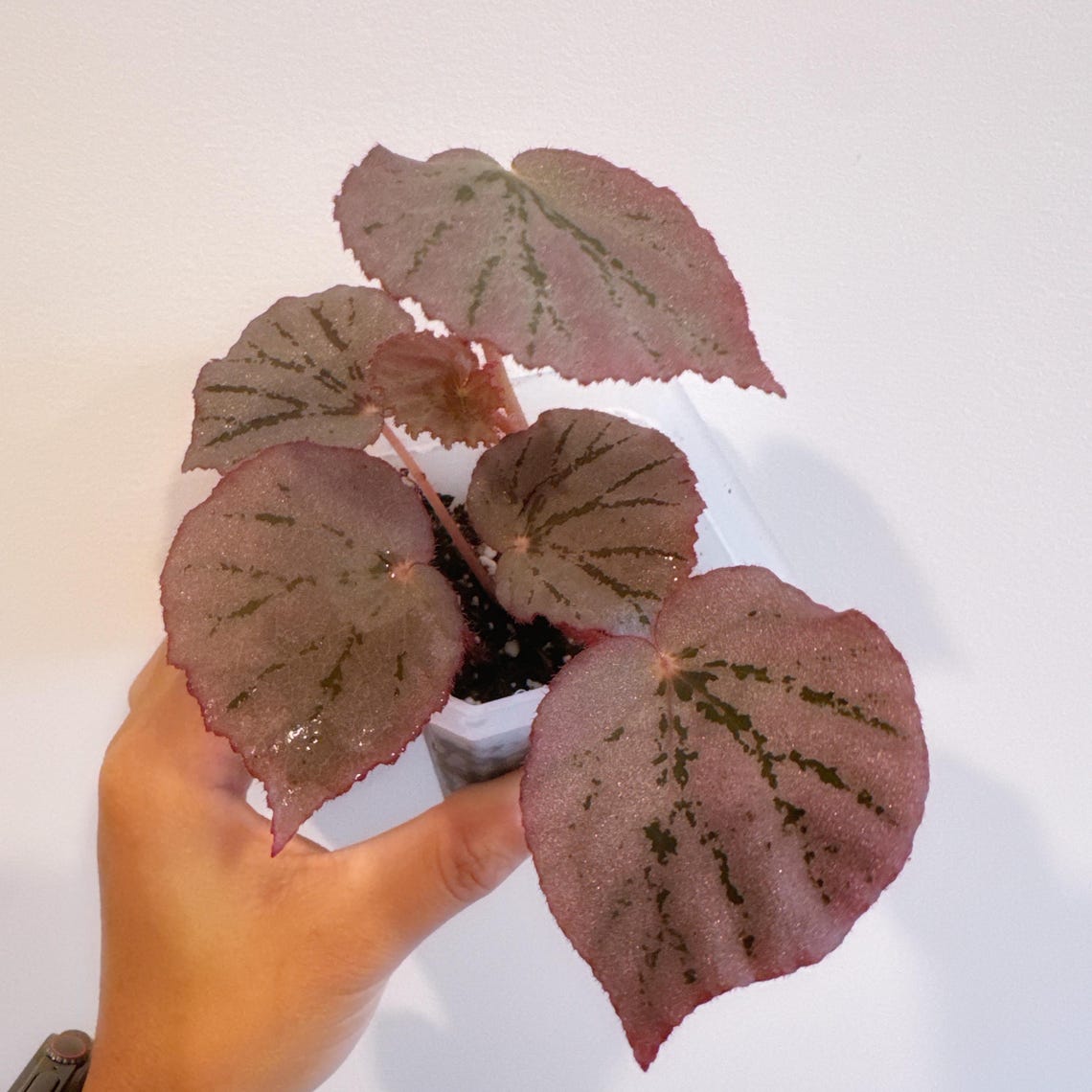Begonia U192 ‘martin’s Mystery’ | Live Indoor House Plant - Etsy
