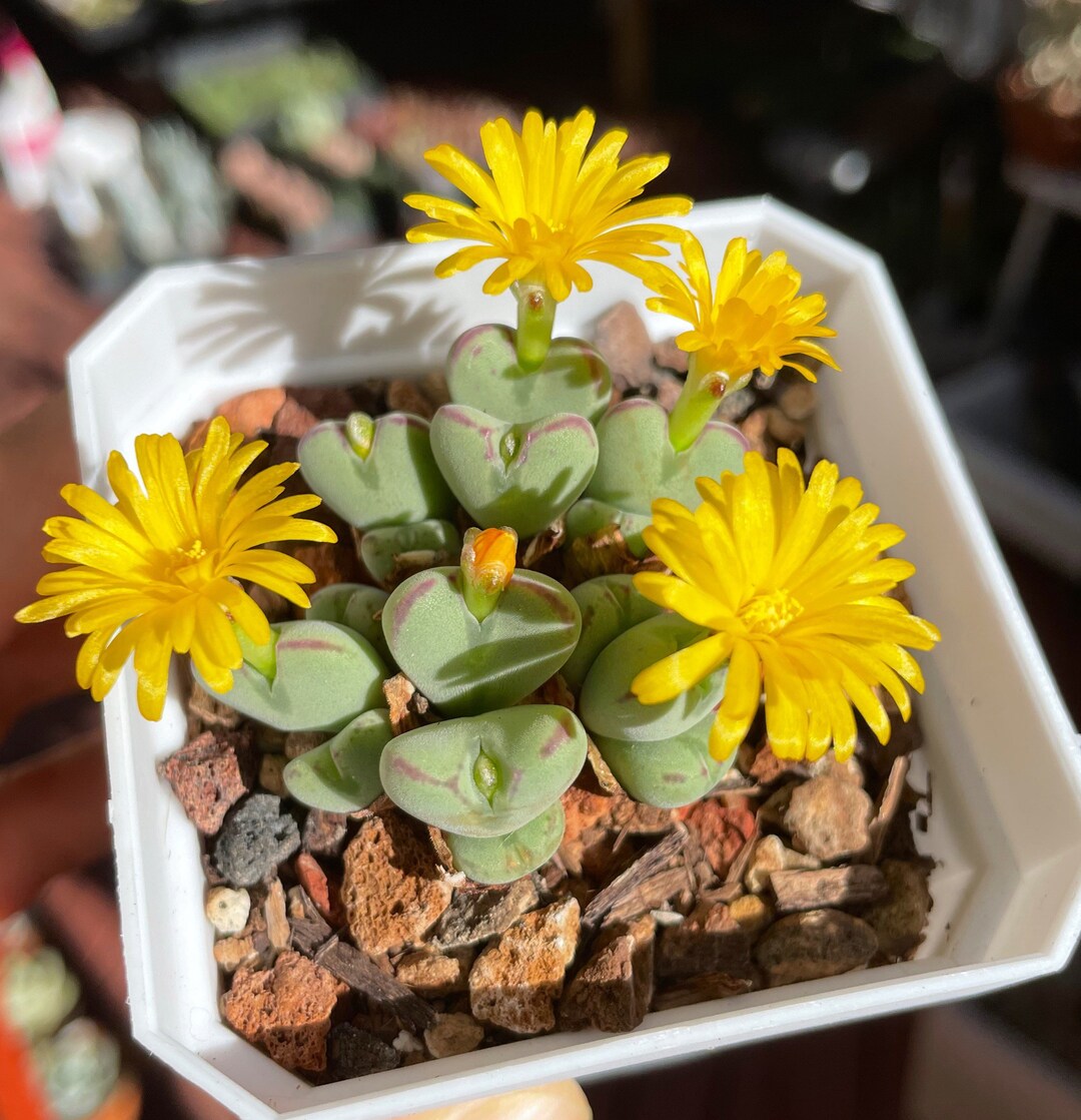 FREE Shipping | Conophytum Bilobum X Conophytum Vanzylii Cluster | Rare ...