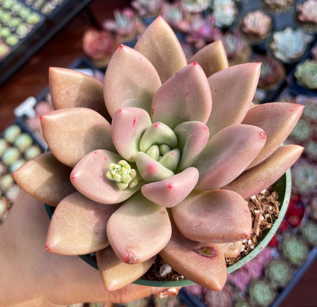 FREE Shipping |echeveria Ruby Donna | Rare Succulent Live Plant - Etsy