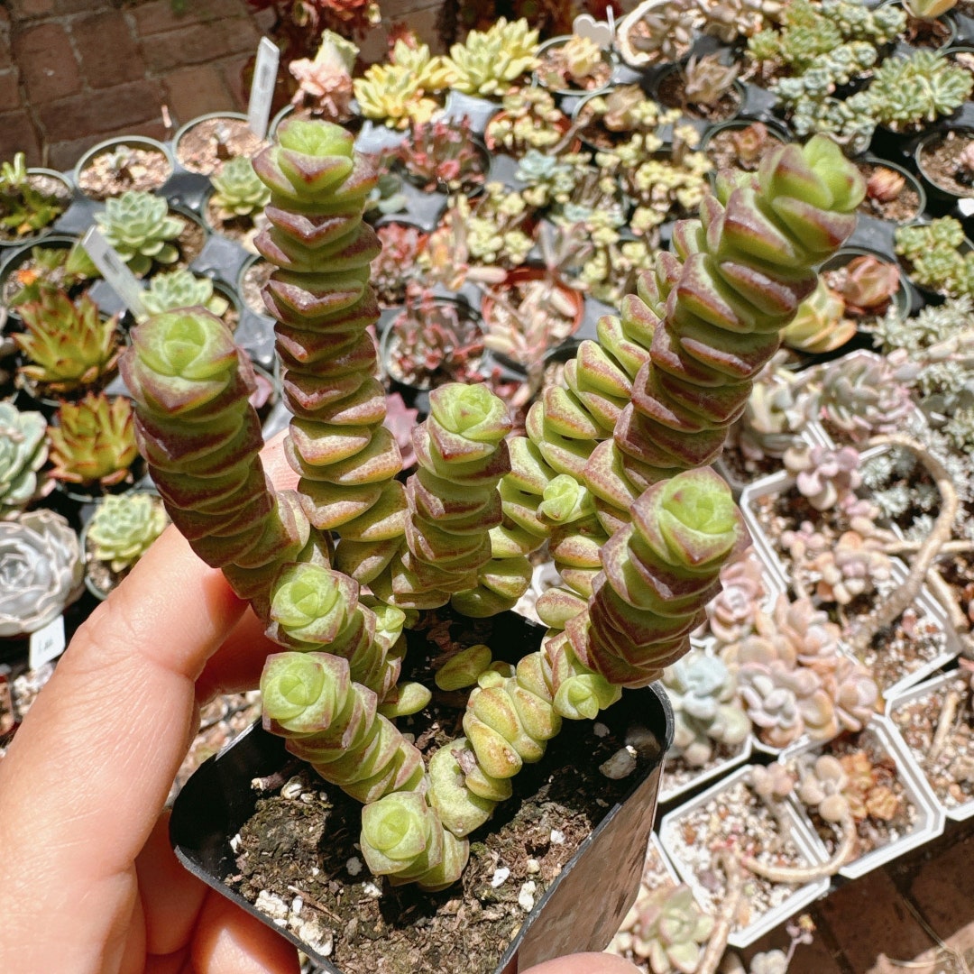 FREE Shipping |crassula Baby Necklace | Rare Succulent Live Succulent ...