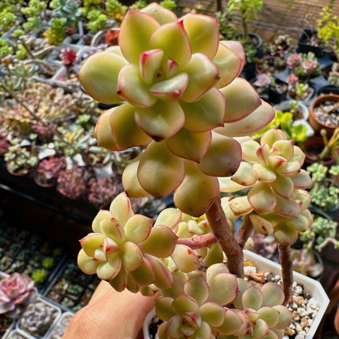 Echeveria Tango Variegated Rare Succulent Live Plant - Etsy