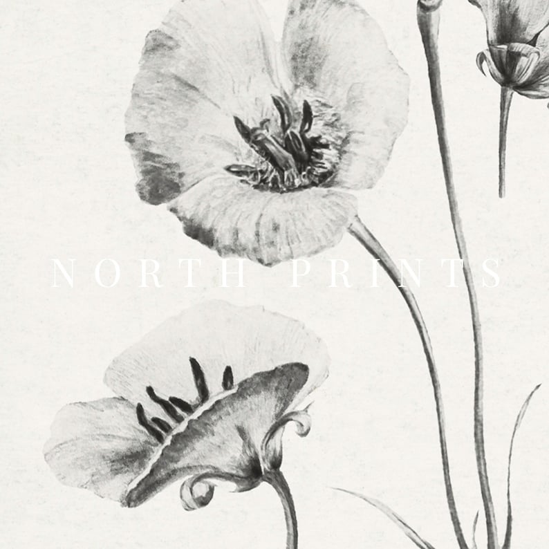 Minimalist Neutral Spring Botanical Drawing Vintage Flower - Etsy