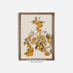 Kitchen Farmhouse Wall Art Print | Orange Fruit Painting | Vintage Art ...
