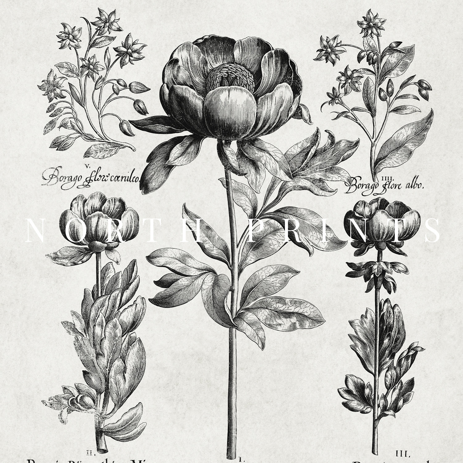 Vintage Botanical Drawing Neutral Rustic Flower Study/ - Etsy