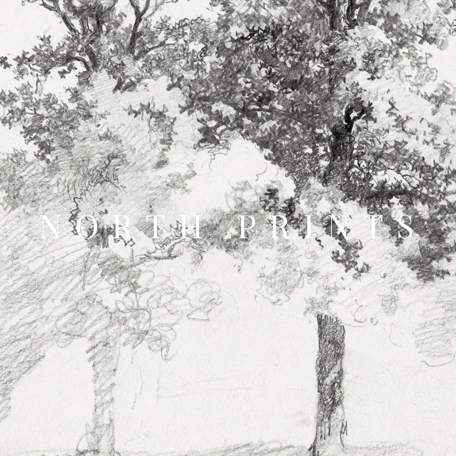 Tree Drawing Print Simple Neutral Vintage Botanical Sketch - Etsy