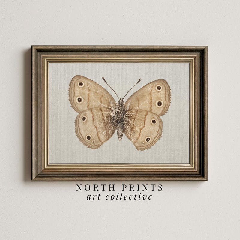 Antique Butterfly Prints - Etsy