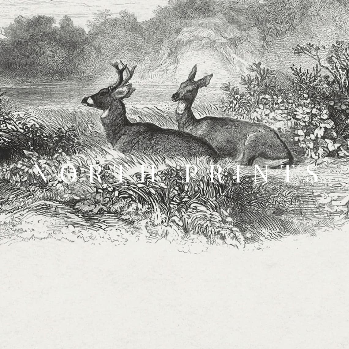 Vintage Deer Sketch: Woodland Landscape Art Print (digital Download ...