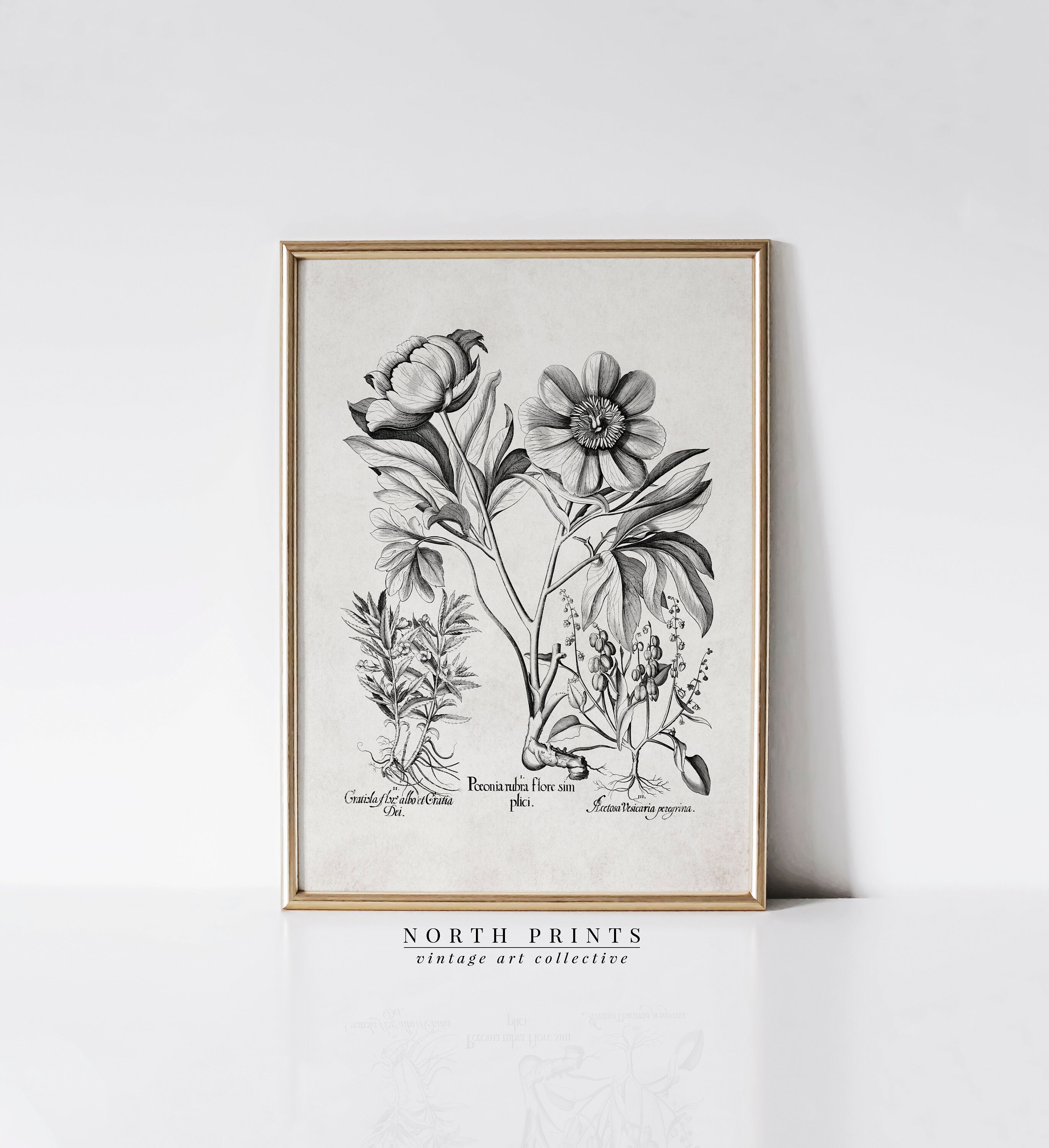 Antique Flower Drawing