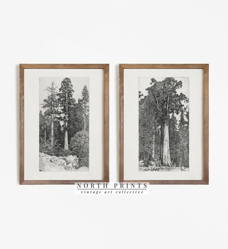 Neutral Rustic Tree Sketch Print SET of Two Antique Drawings - Etsy