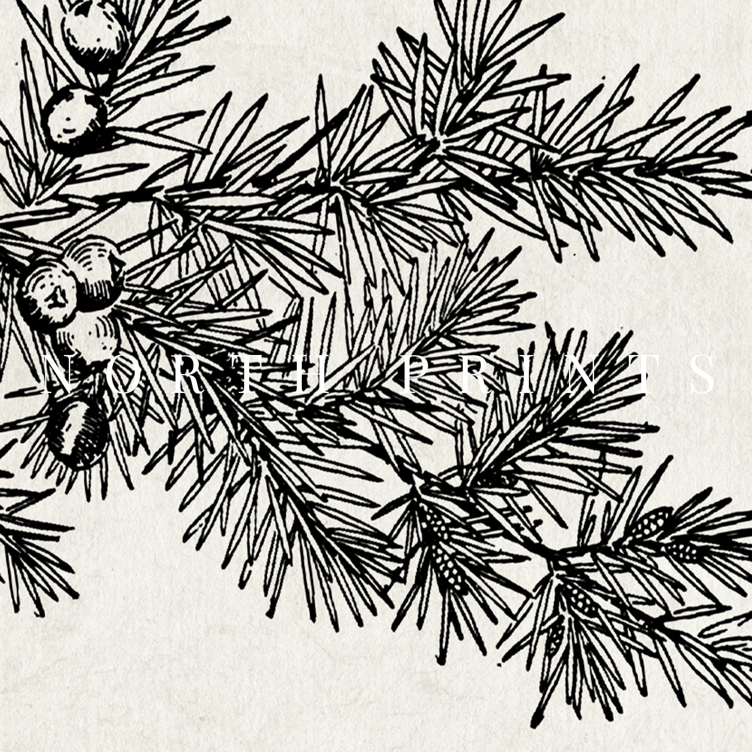 Minimalist Winter Branch Sketch PRINTABLE Art | Neutral Christmas ...