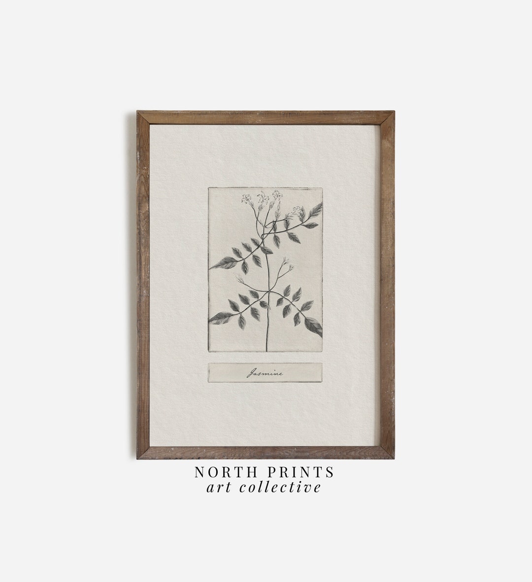 Neutral Botanical Wall Art Sketch, PRINTABLE Jasmine Plant Drawing ...