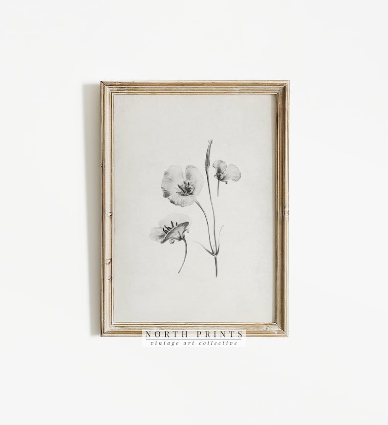 Minimalist Neutral Spring Botanical Drawing Vintage Flower - Etsy