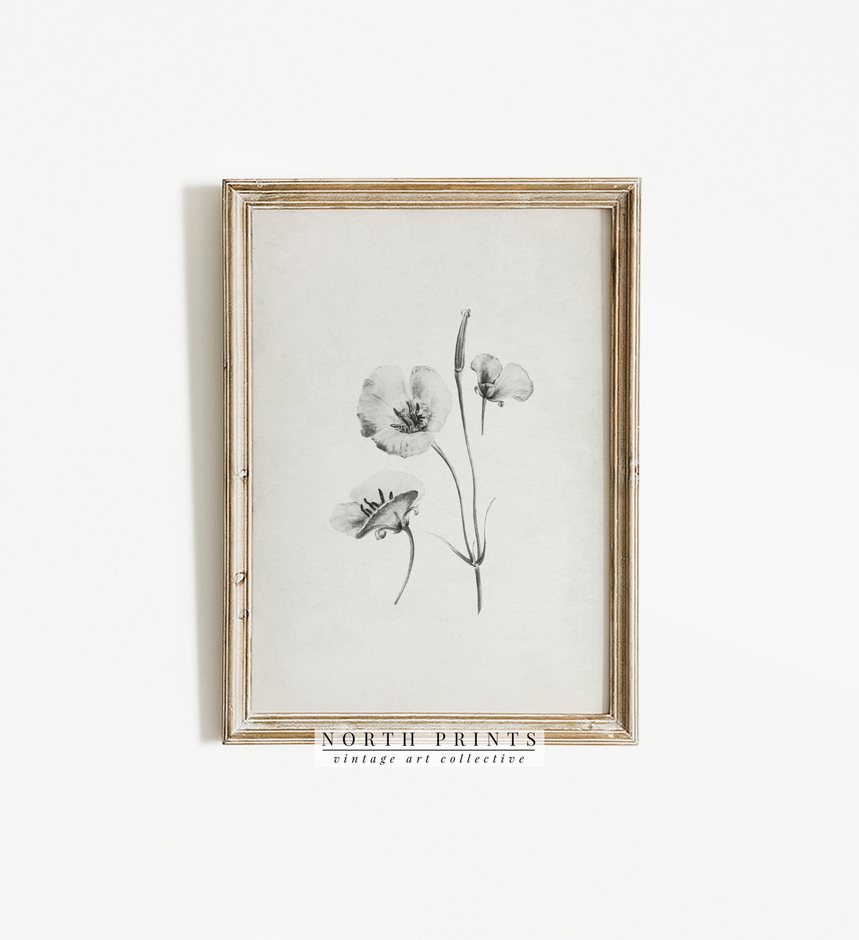 Minimalist Neutral Spring Botanical Drawing Vintage Flower - Etsy