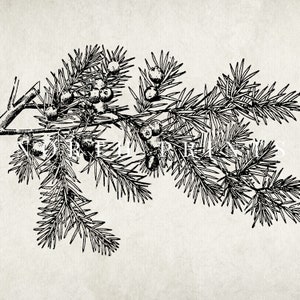 Minimalist Winter Branch Sketch PRINTABLE Art | Neutral Christmas ...