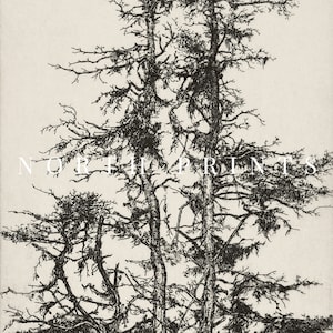 North Prints Vintage Rustic Tree Gallery Wall Sketches Rustic Etching ...