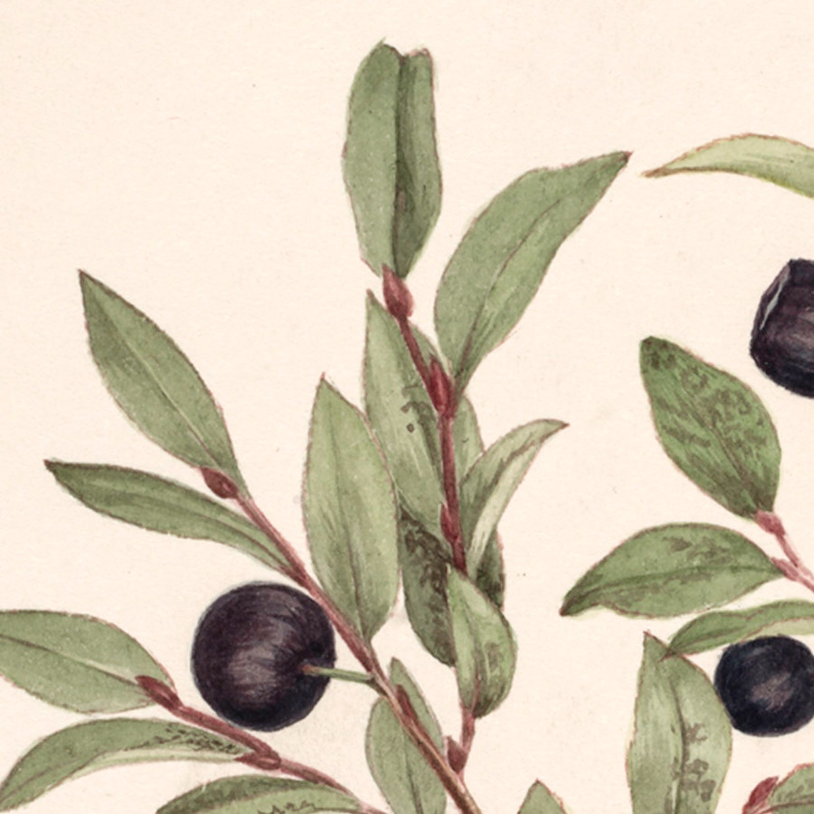 Vintage Botanical Print | Antique Berry Country Farmhouse Watercolor ...