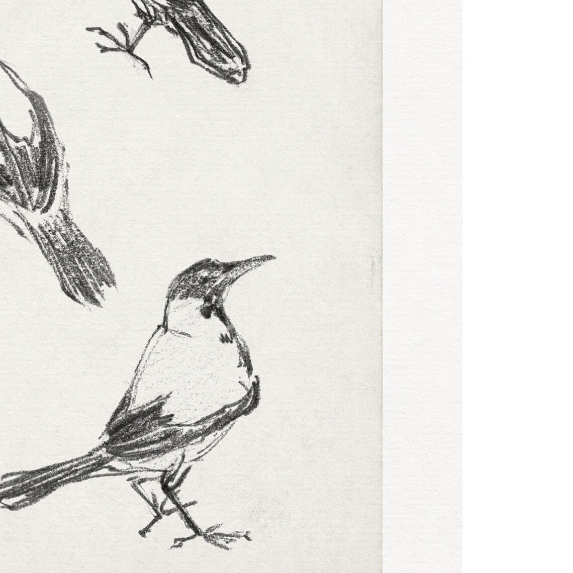 Bird Sketch Vintage Bird Etching Minimalist Drawing Art - Etsy