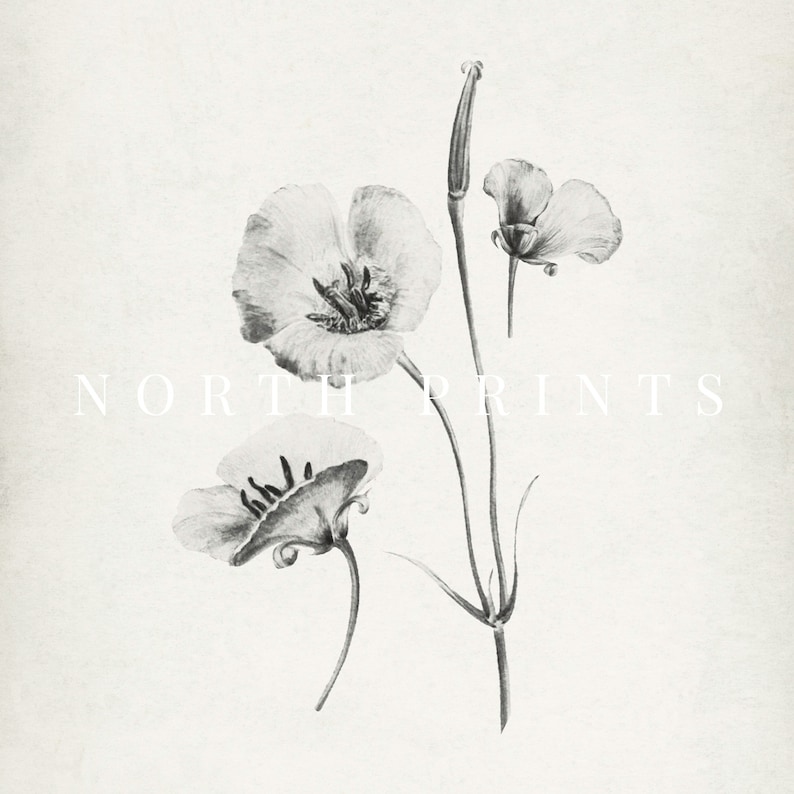 Minimalist Neutral Spring Botanical Drawing Vintage Flower - Etsy