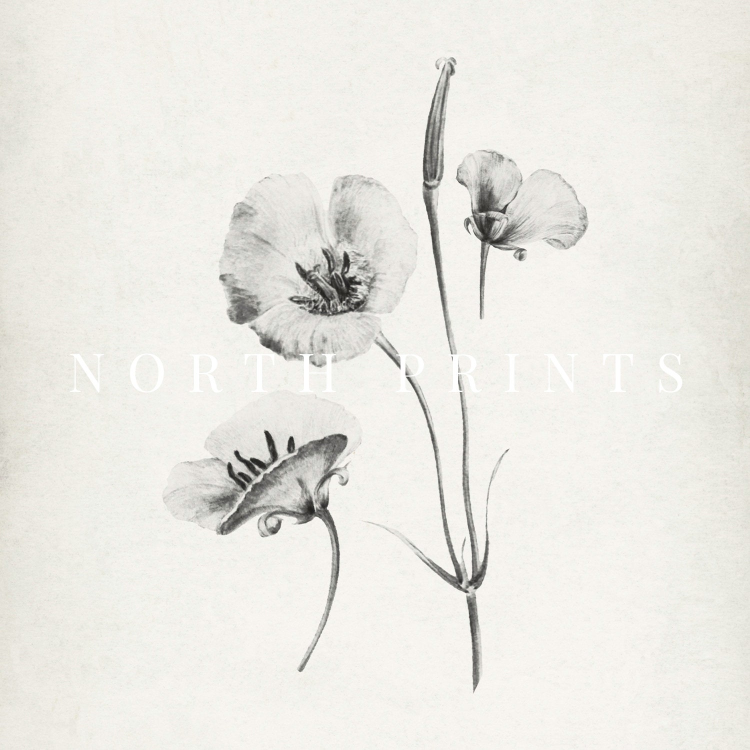Minimalist Neutral Spring Botanical Drawing Vintage Flower - Etsy