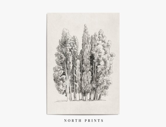 Vintage Tree Sketch Etching Print Minimalist Drawing | Etsy