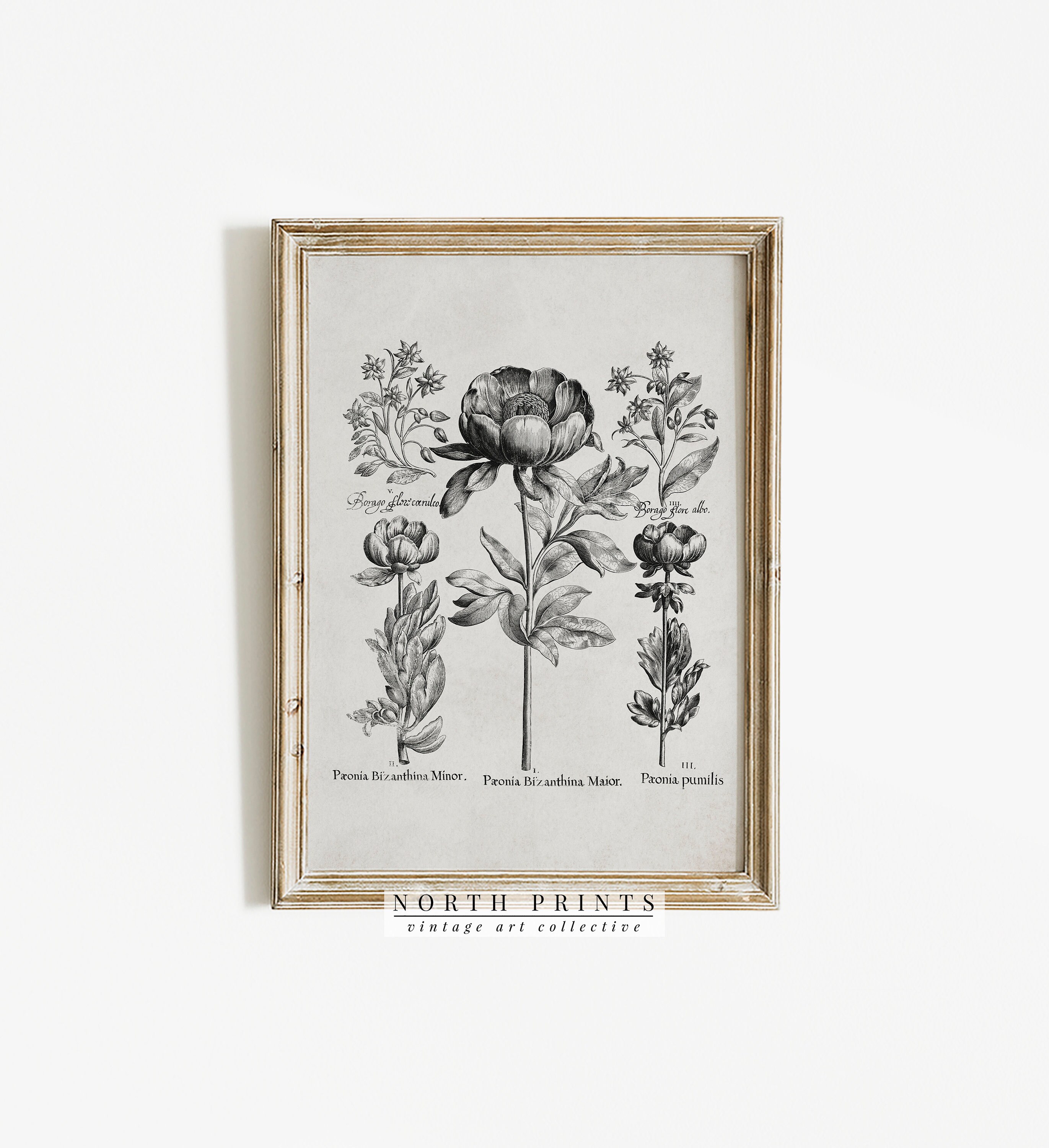 Vintage Botanical Drawing Neutral Rustic Flower Study/ - Etsy