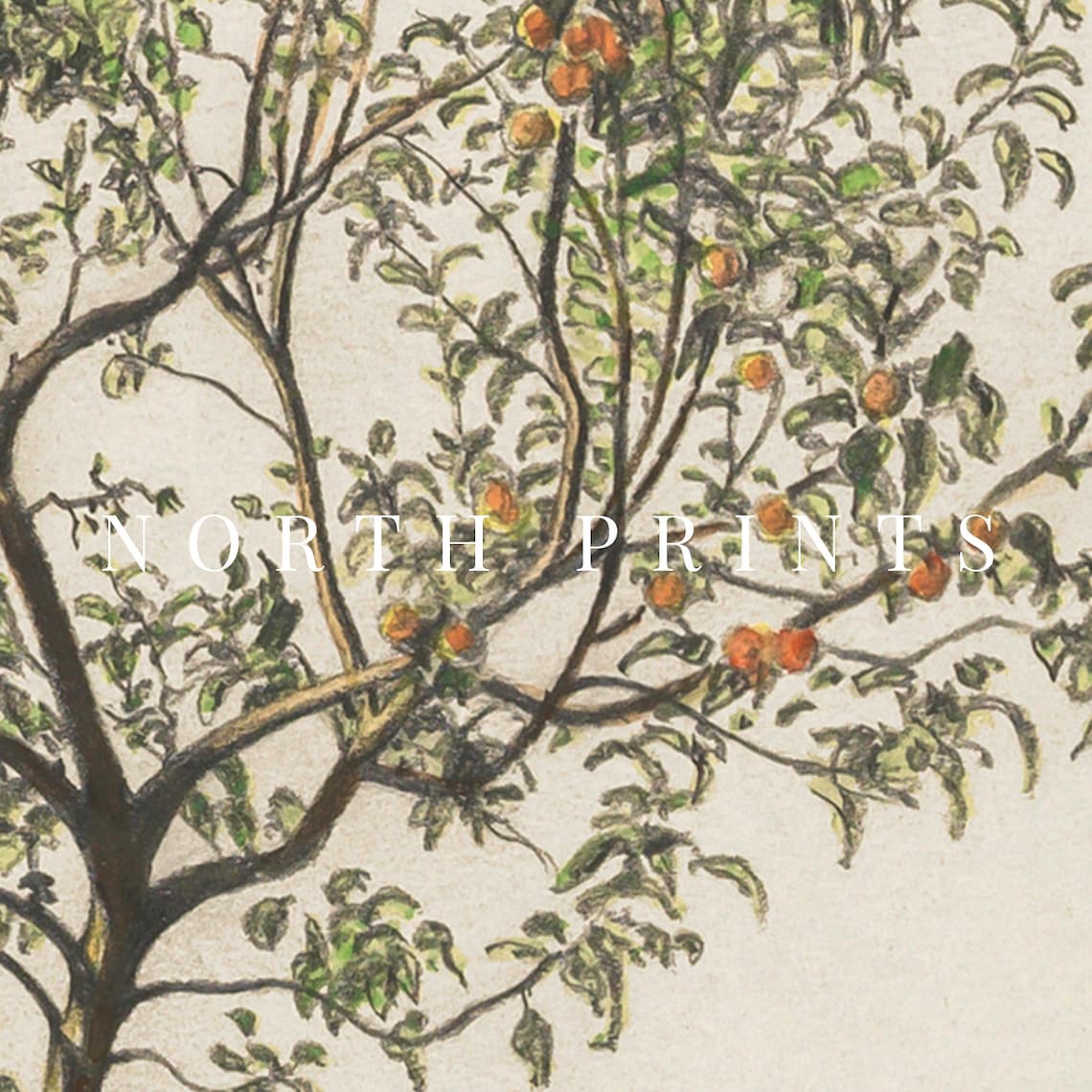 Spanish Kitchen Decor Vintage Orange Tree Print European - Etsy Australia