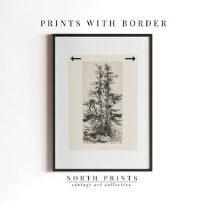 Antique Tree Sketch Print SET Neutral Rustic Cabin Decor North Prints ...