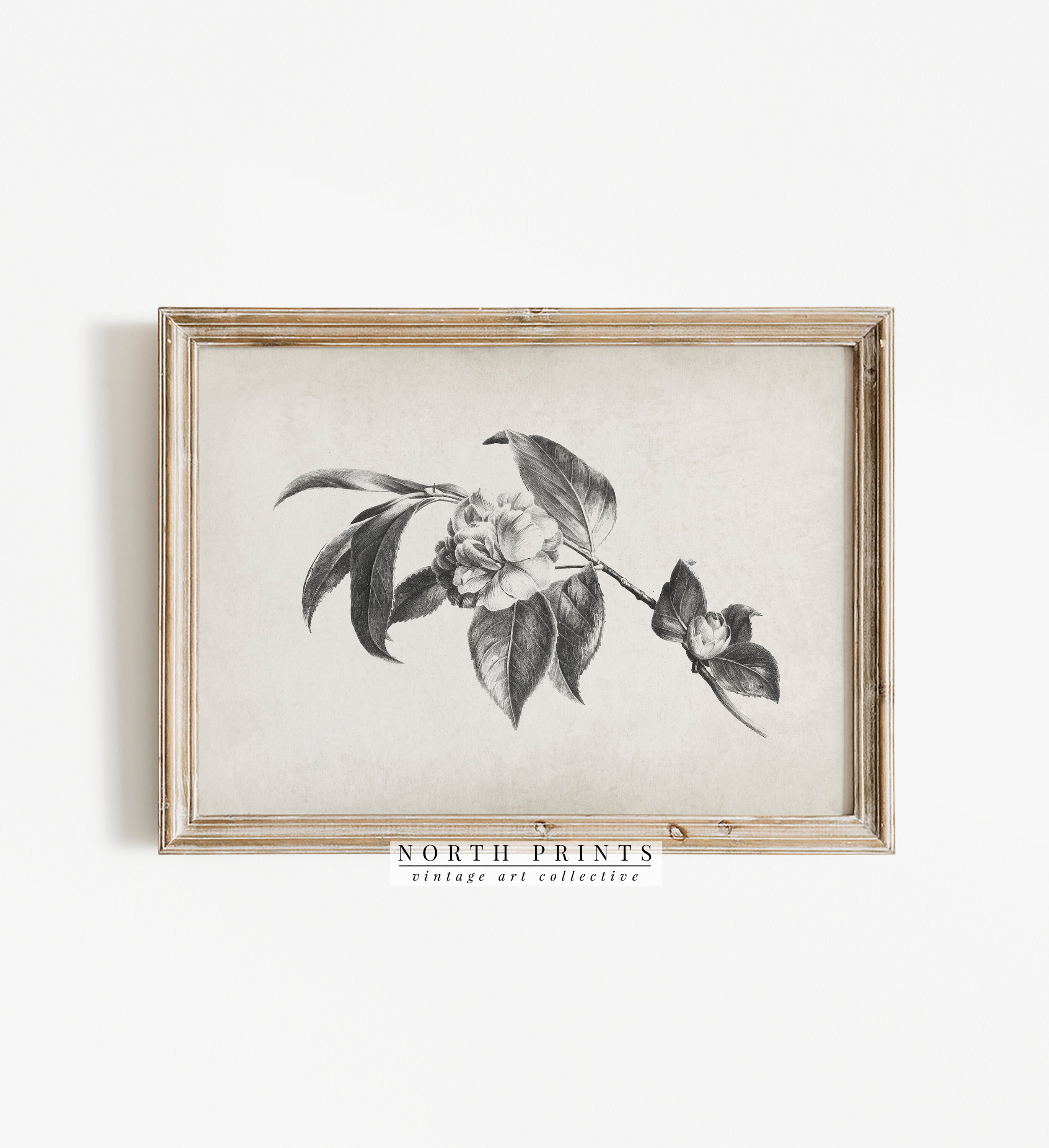 Vintage Flower Drawing PRINTABLE Botanical Sketch Antique - Etsy