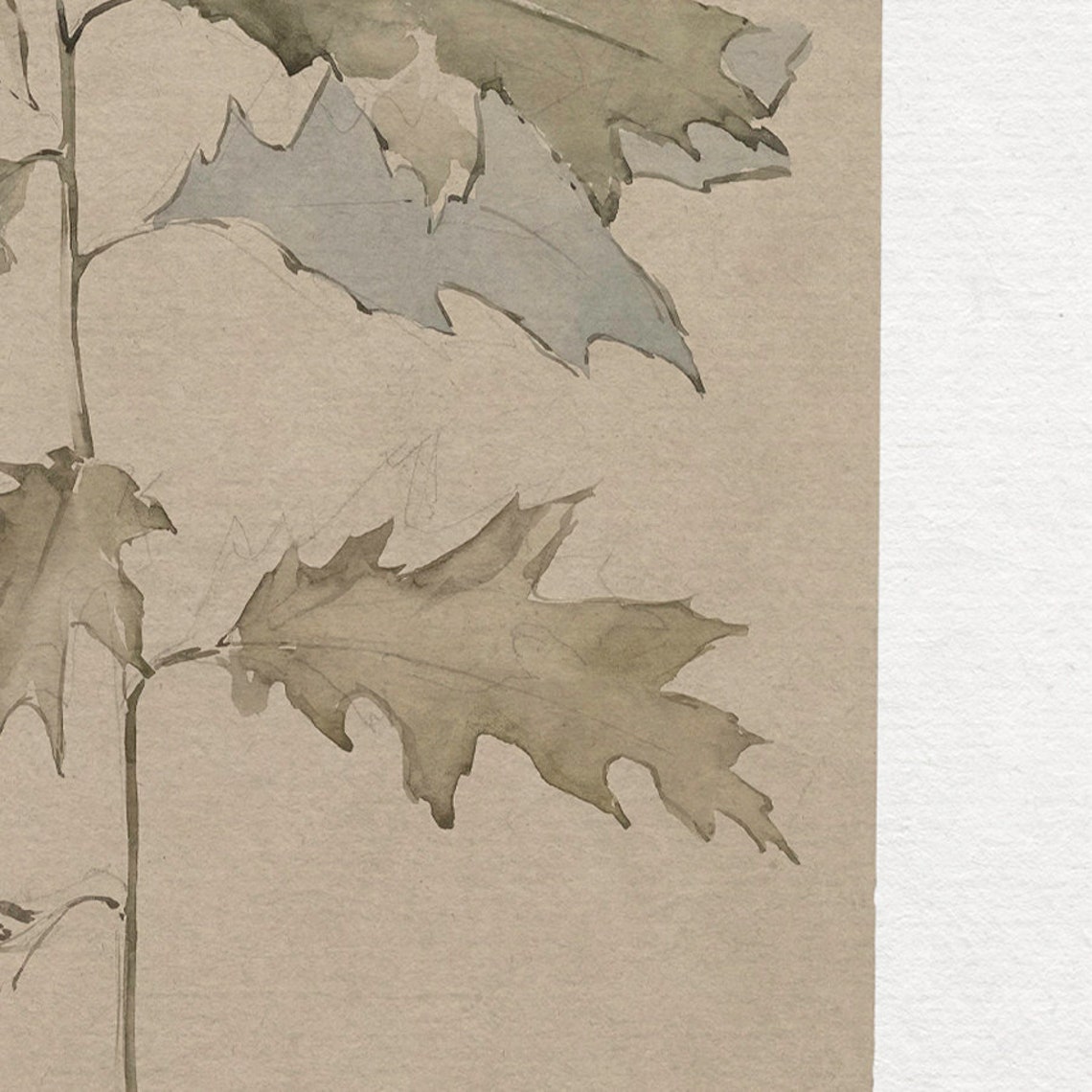 Vintage Sketch Botanical Oak Branch Drawing Neutral - Etsy