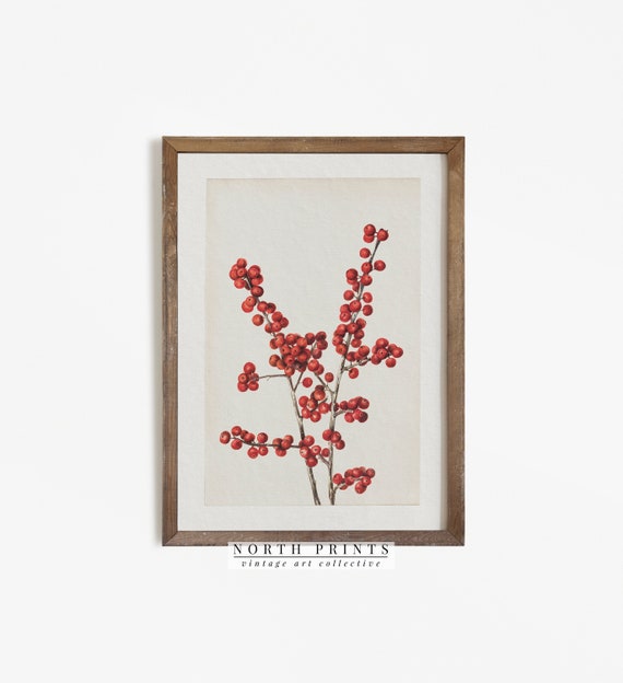 Vintage Botanical Print Antique Red Winter Berry Country - Etsy Canada
