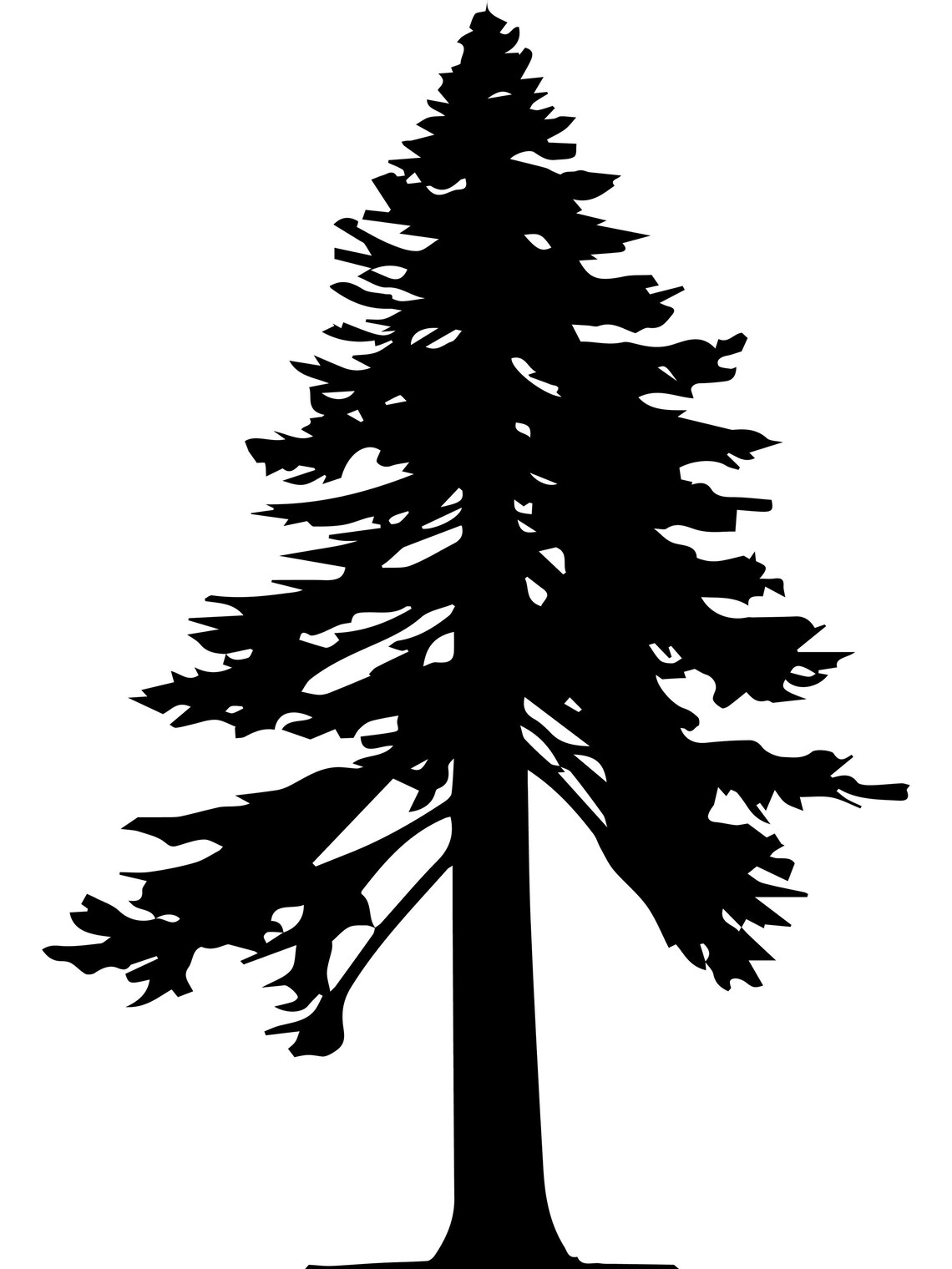 Redwood Tree SVG Digital Downloads Evergreen Trees Redwood Tree PNG ...