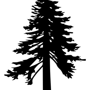 Redwood Tree SVG Digital Downloads Evergreen Trees Redwood Tree PNG ...