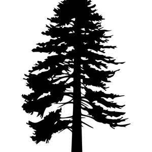 Redwood Tree SVG Digital Downloads Evergreen Trees Redwood Tree PNG ...