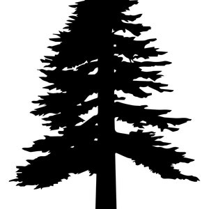 Redwood Tree SVG Digital Downloads Evergreen Trees Redwood Tree PNG ...