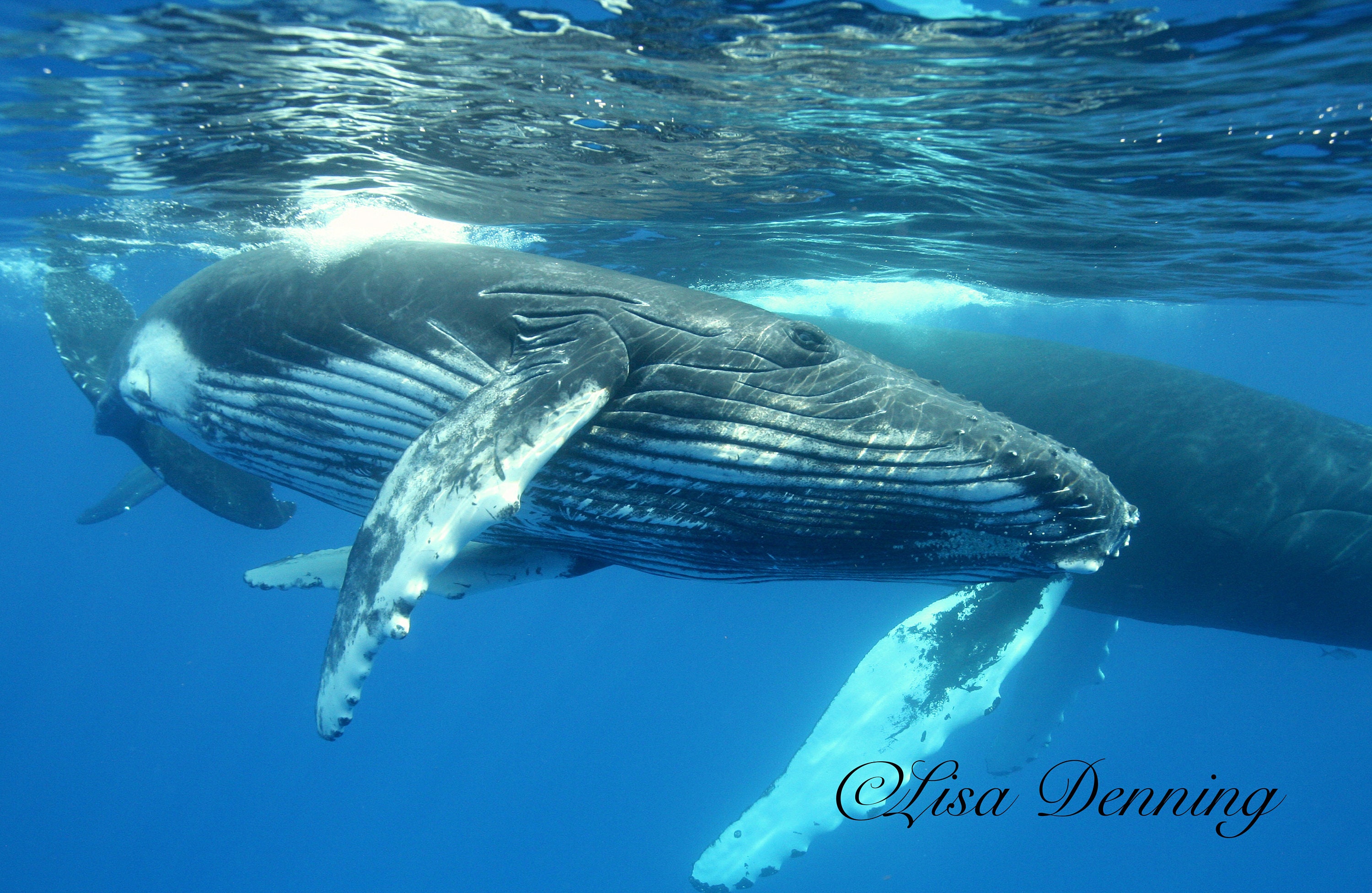 Humpback Whale Baby and Mom Say Hello - Etsy