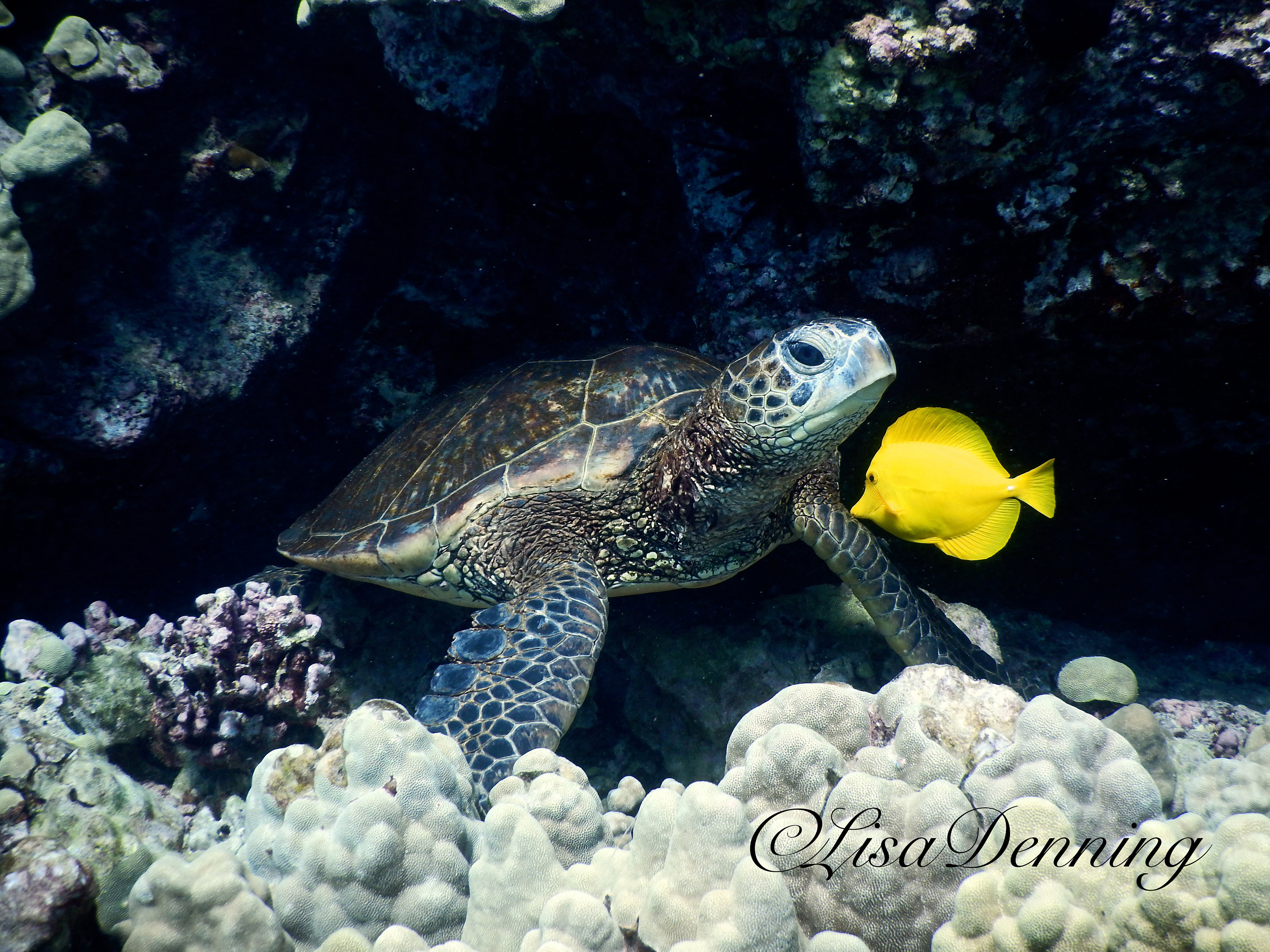 Green Sea Turtle With Yellow Tang Friend - Etsy