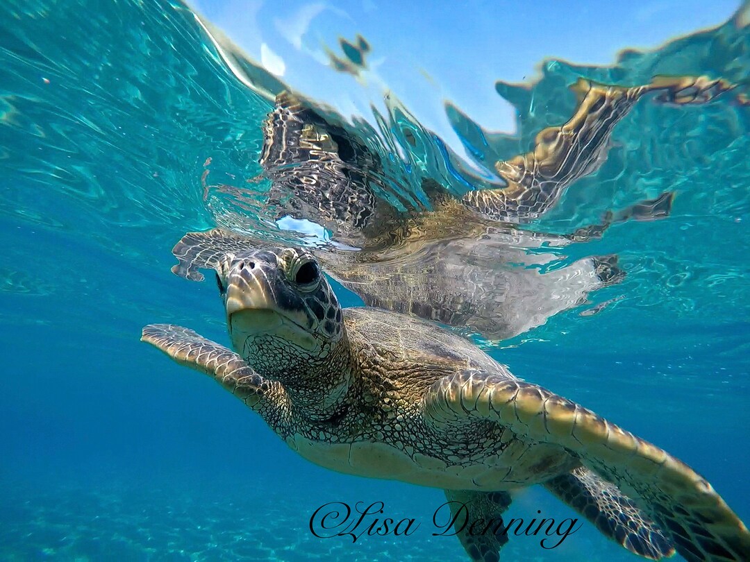 Hawaiian Green Sea Turtle Saying Hello - Etsy