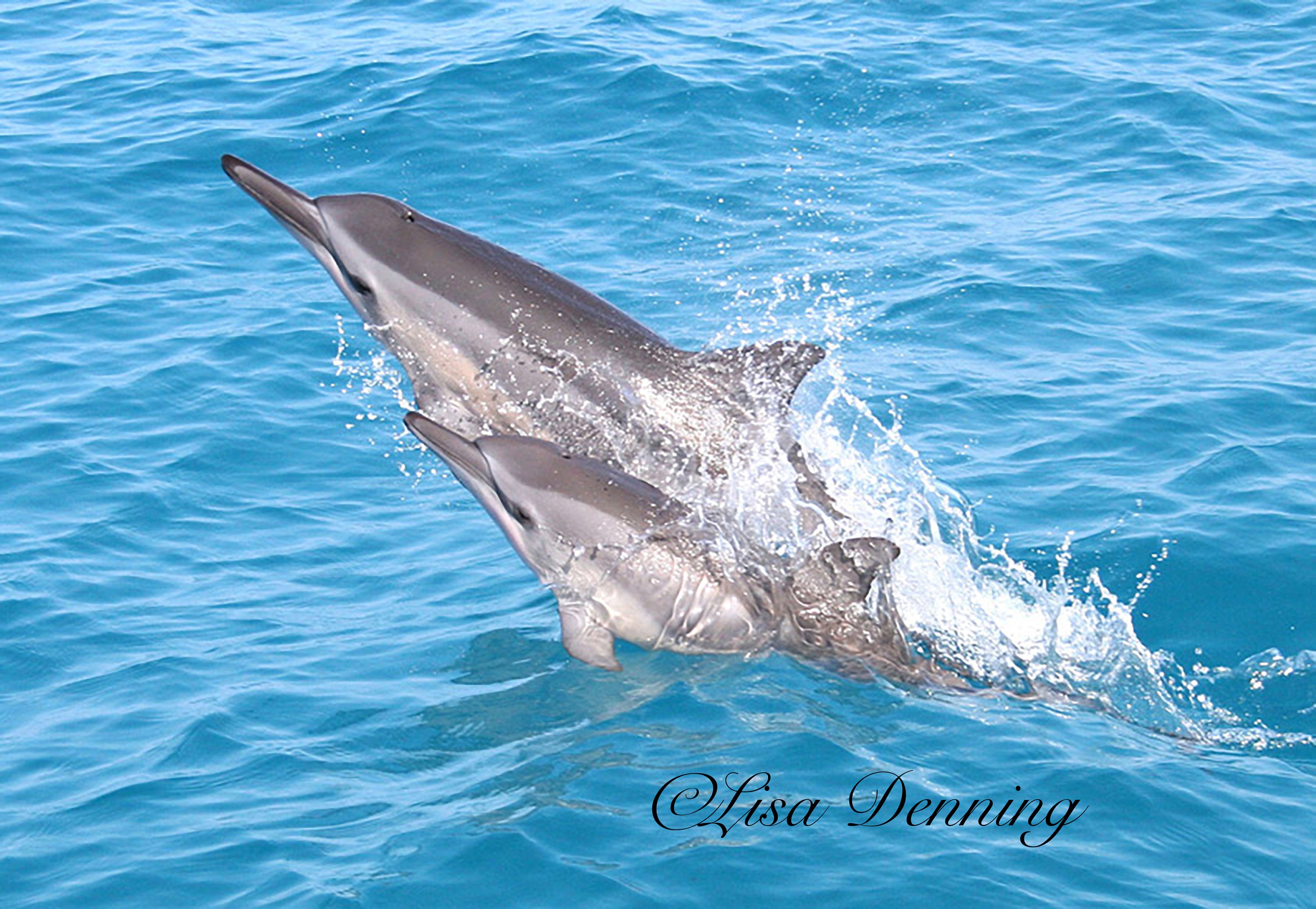 Mom and Baby Spinner Dolphin Jumping - Etsy