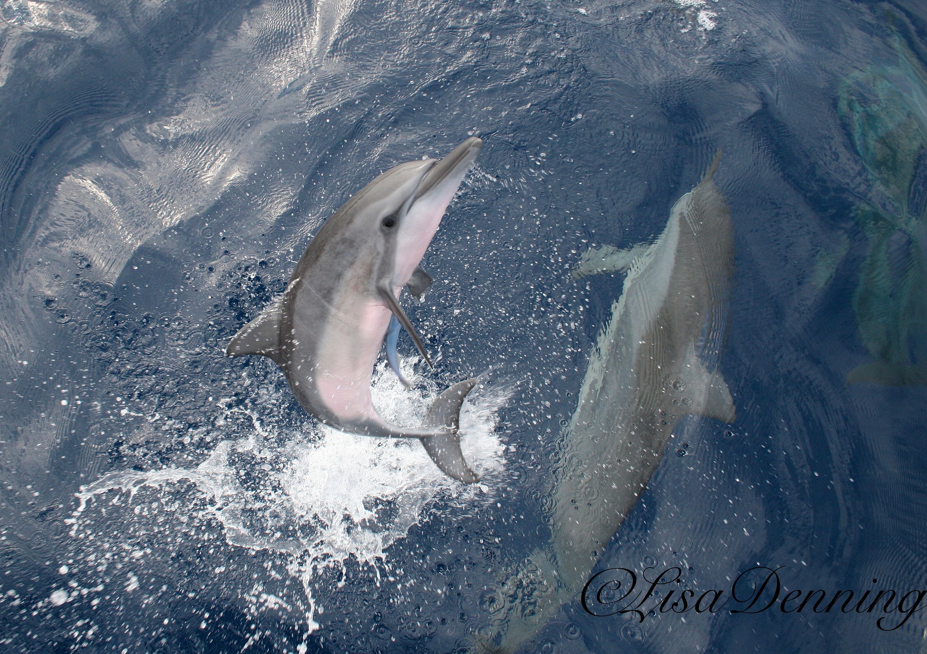 Spinner Dolphin Baby Jumping - Etsy