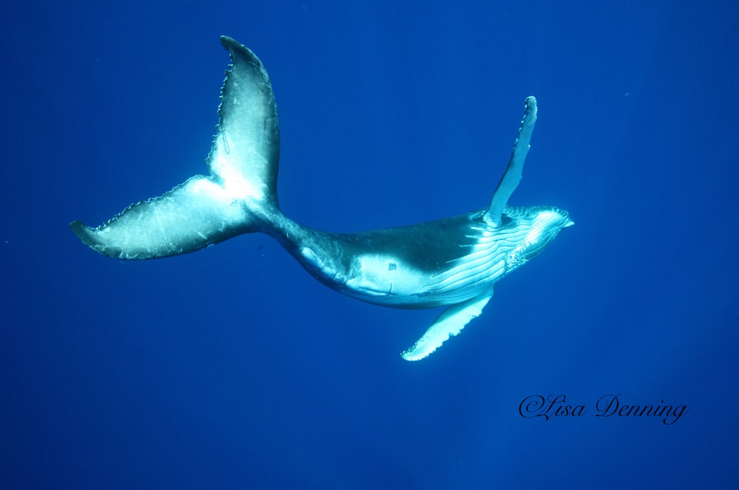 Humpback Whale Baby Belly - Etsy