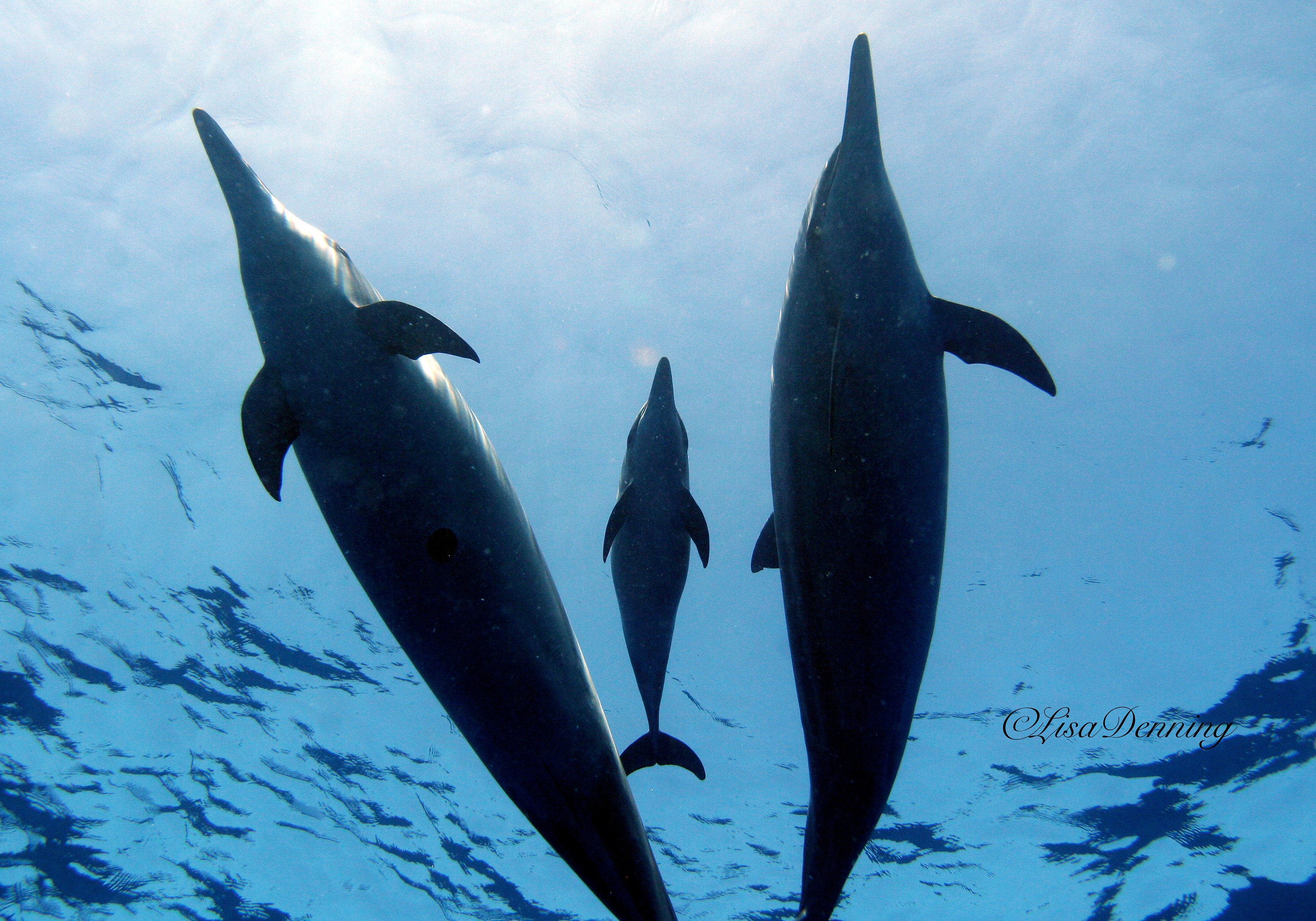 Dolphin Family With New Baby - Etsy