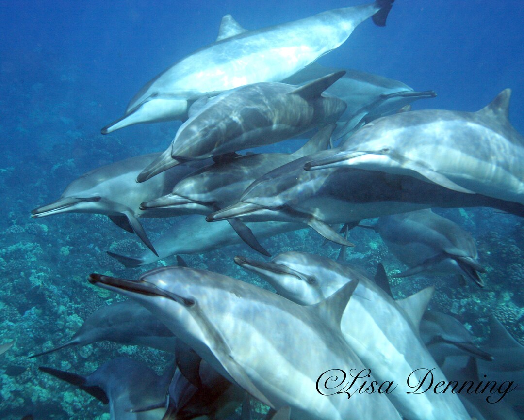 Hawaiian Spinner Dolphin Pod - Etsy