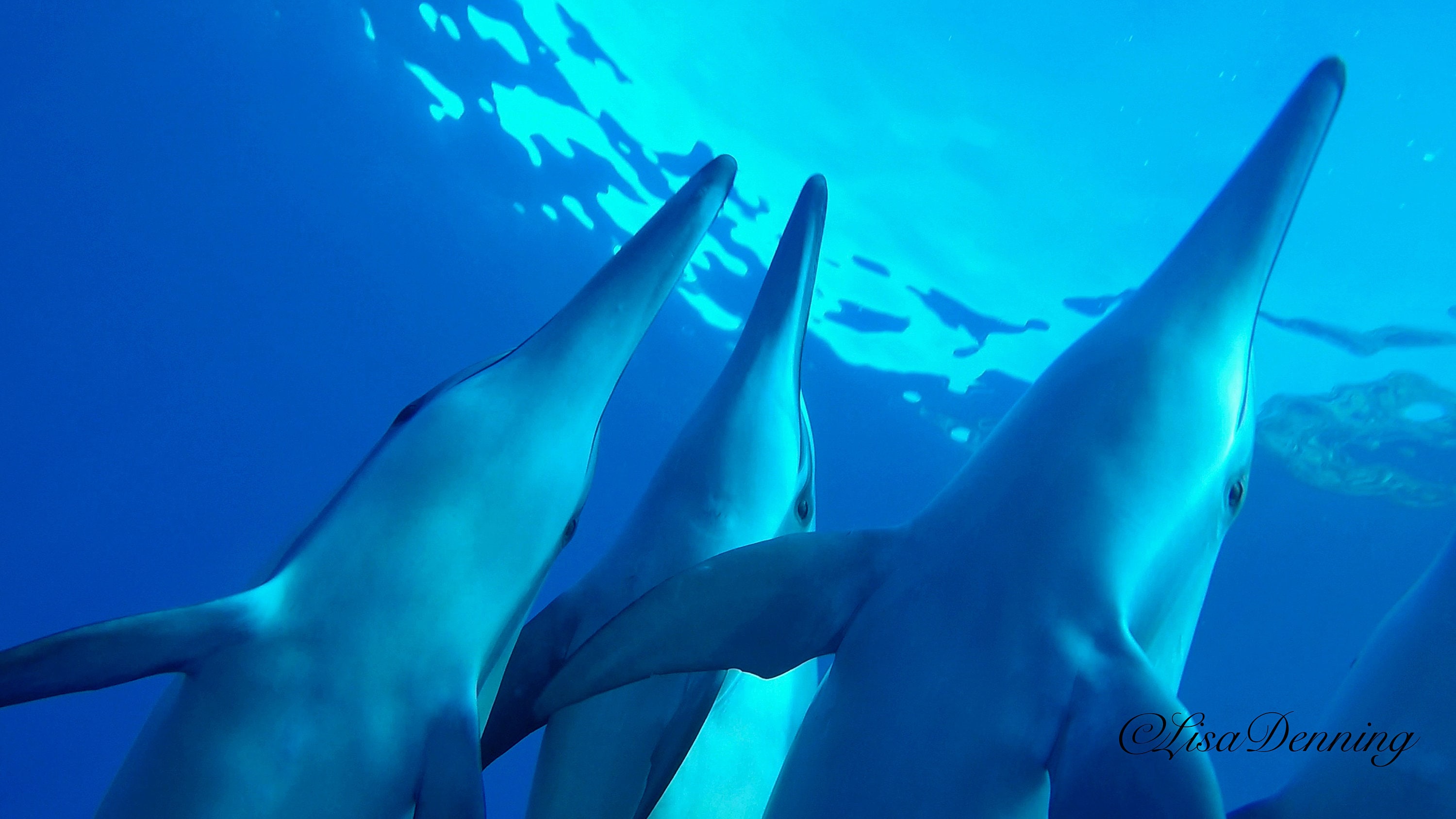 Spinner Dolphins Belly Up - Etsy