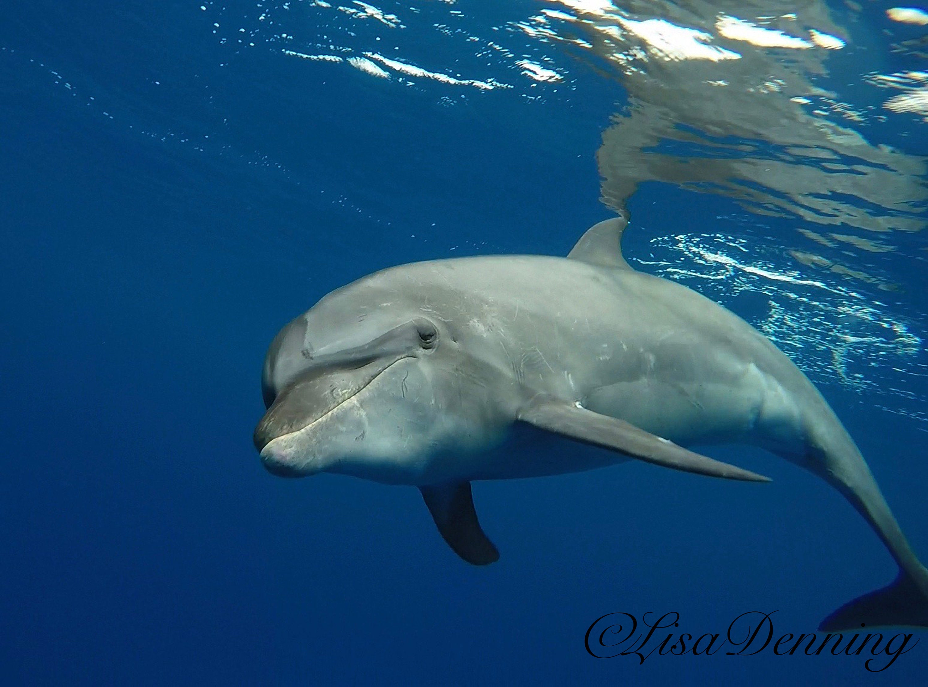 Pacific Bottlenose Dolphin Saying Hello - Etsy