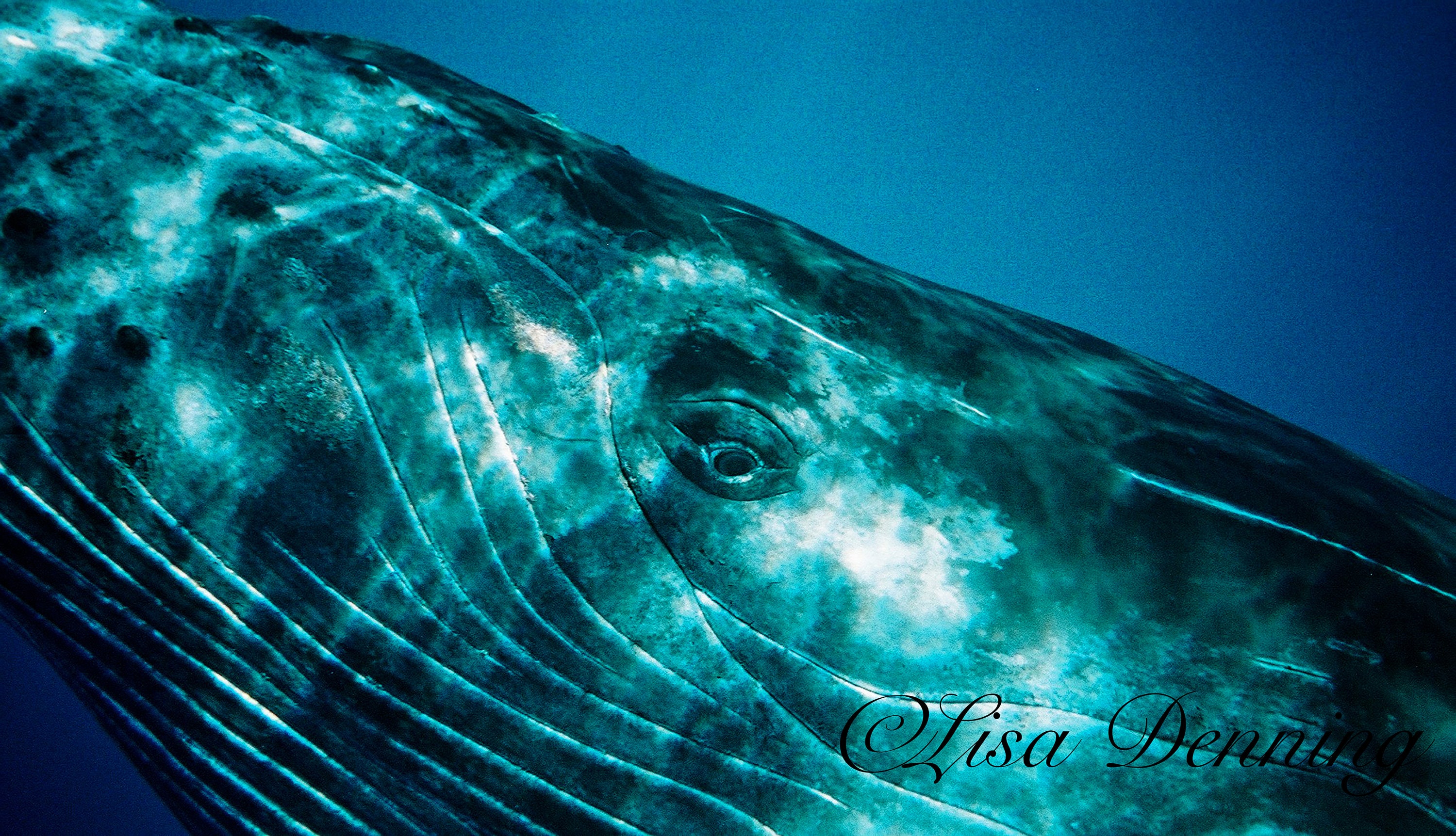 Humpback Whale Eye