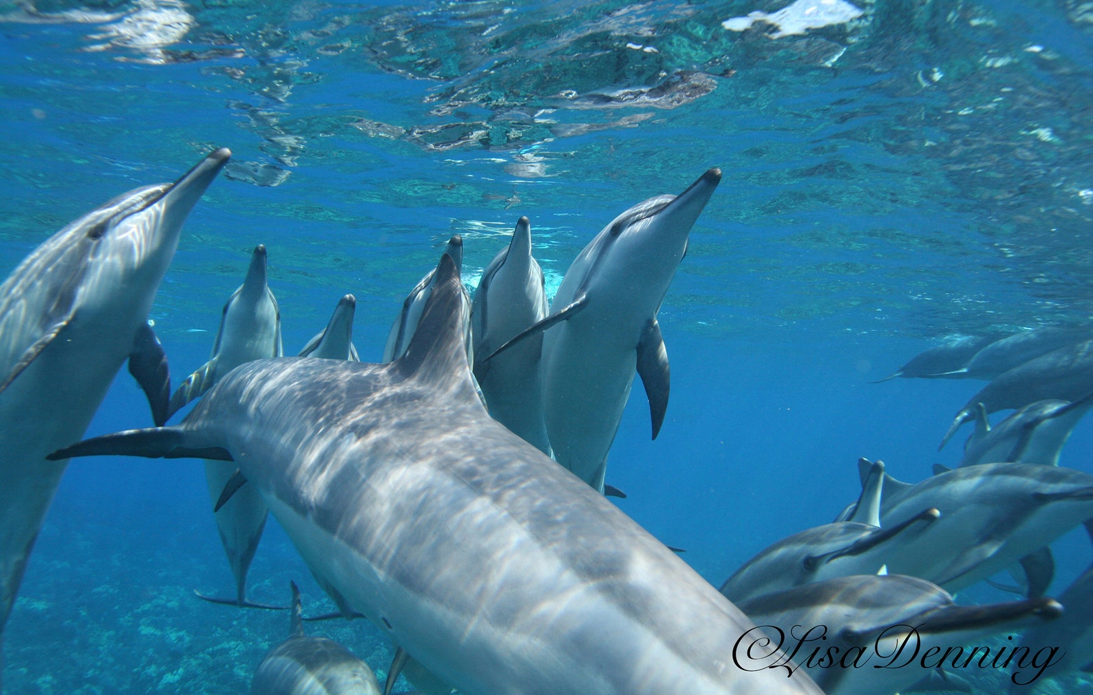 Spinner Dolphin Pod Over the Reef - Etsy
