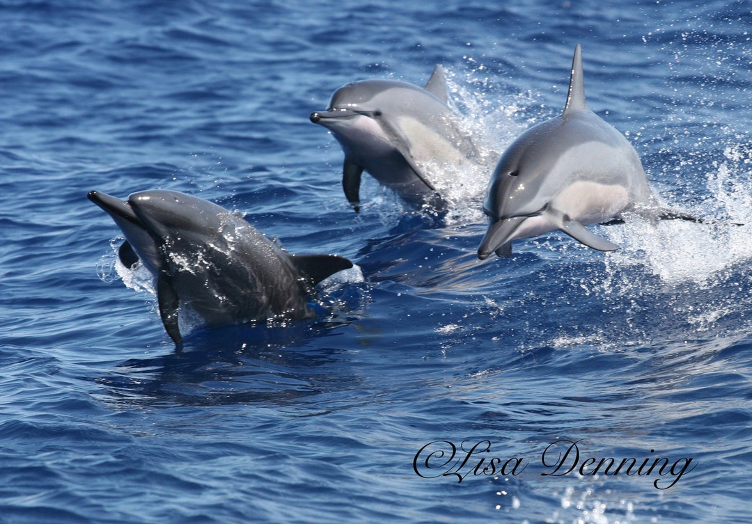 Hawaiian Spinner Dolphins Flying - Etsy