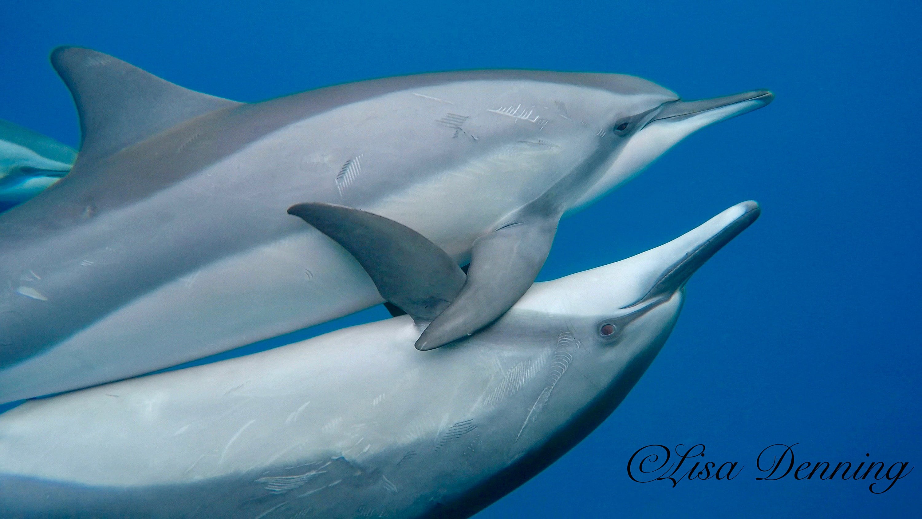 Spinner Dolphin Drawing